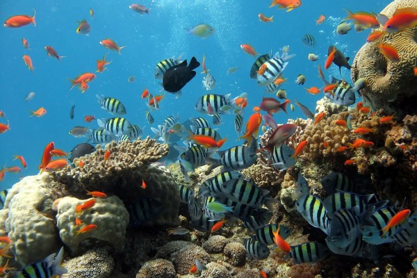 5 of the Biggest Coral Reefs in South Africa - Living-Water