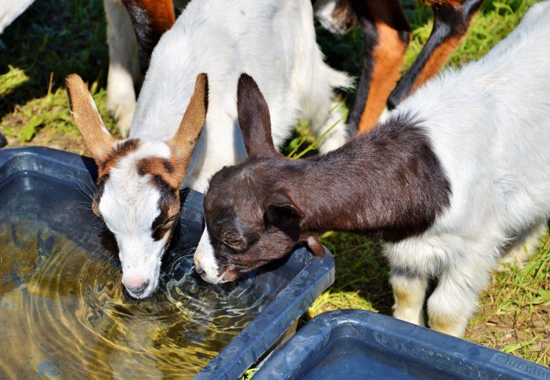 The Importance of Water to Livestock - Living-Water